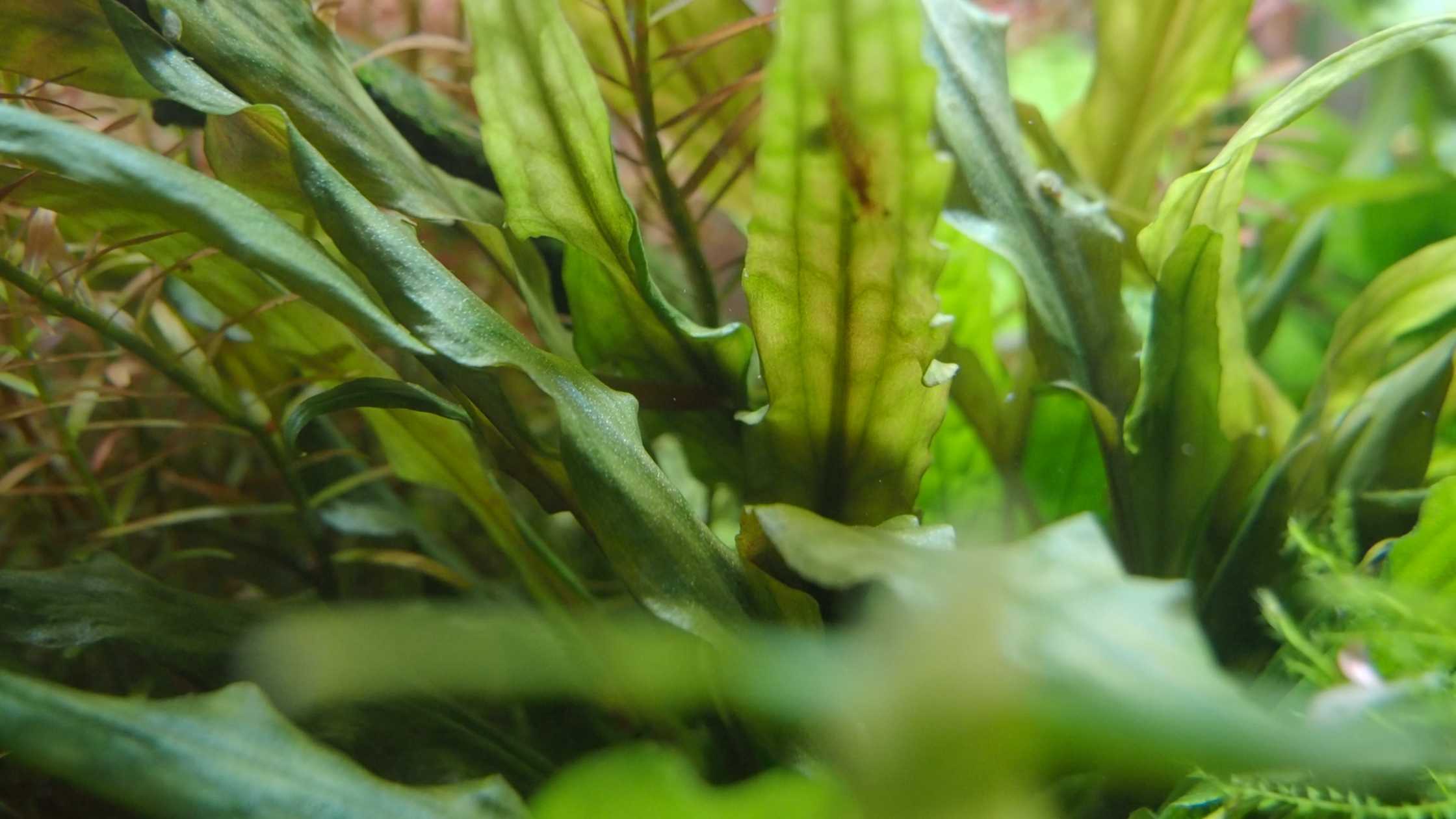 Houseplants in Aquariums: The Science Your Fish Actually Need You to K ...