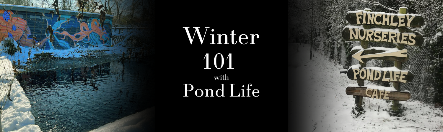 Pond Life's Winter Pond-Keeping Tips – Pond Life Aquatics