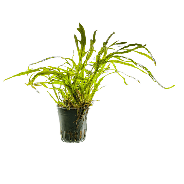Microsorum (Java Fern) Trident – Pond Life Aquatics