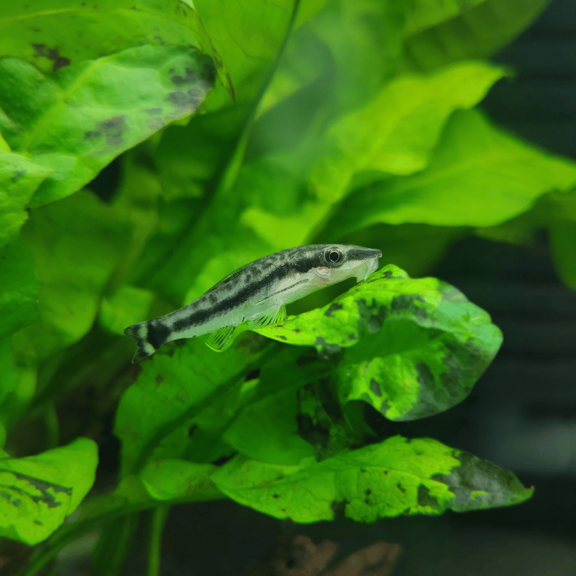 Otocinclus Catfish | Tropical Fish at Pond Life Aquatics