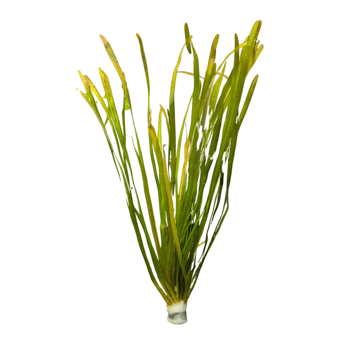 Vallis Spiralis Red – Pond Life Aquatics